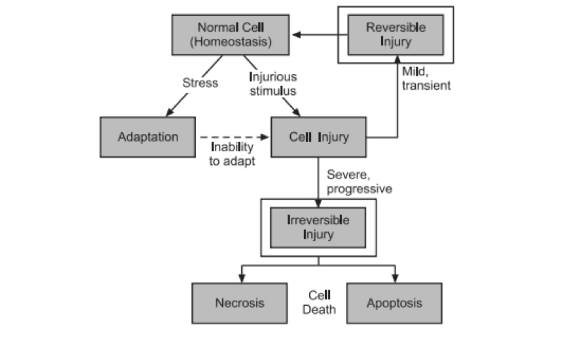 CELL INJURY | Mechanism of cell injury🧬 | Pathogenesis 🎇| Morphology ...
