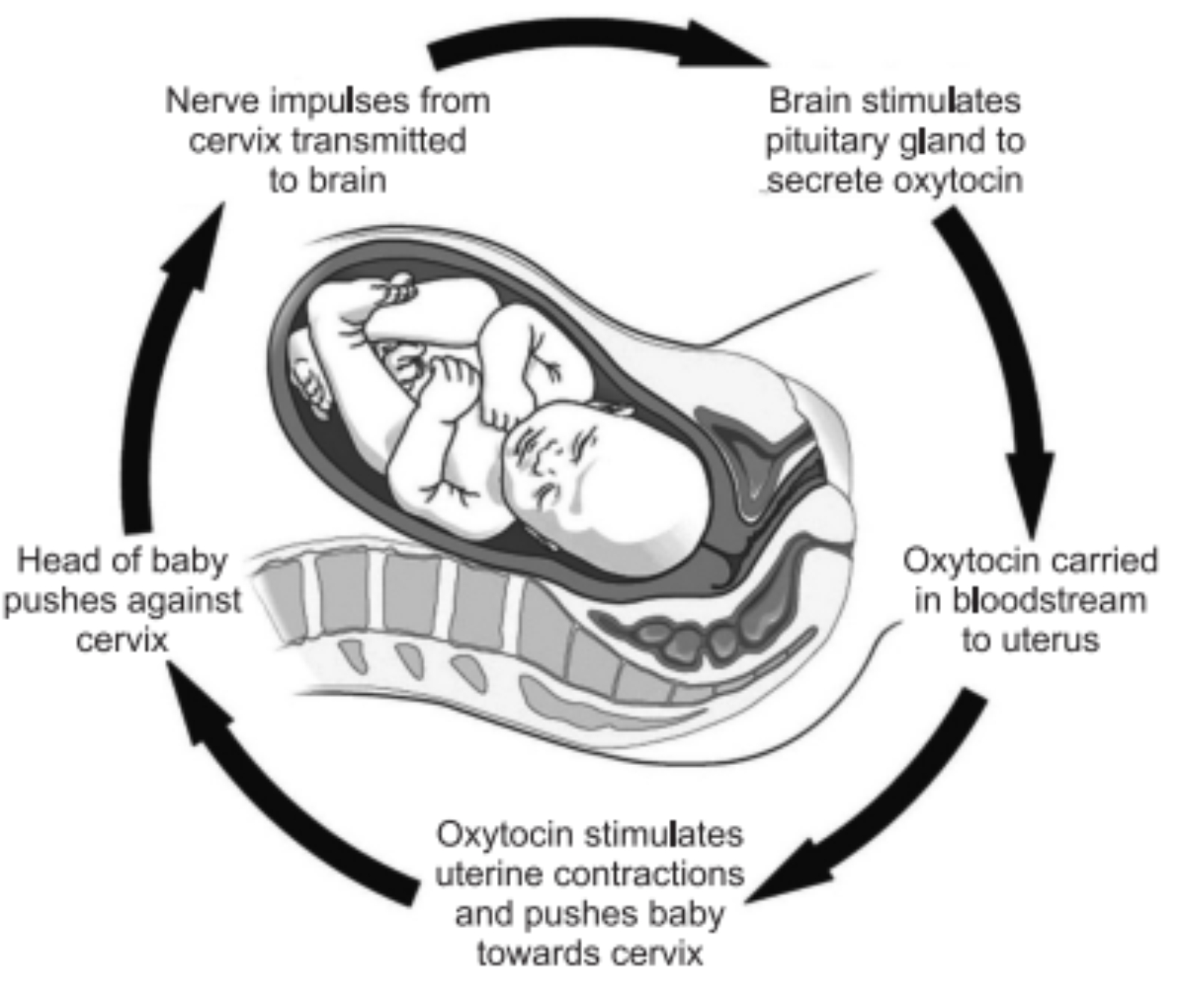 Positive vs. Negative Feedback Mechanisms ⚡| Master Homeostasis ...