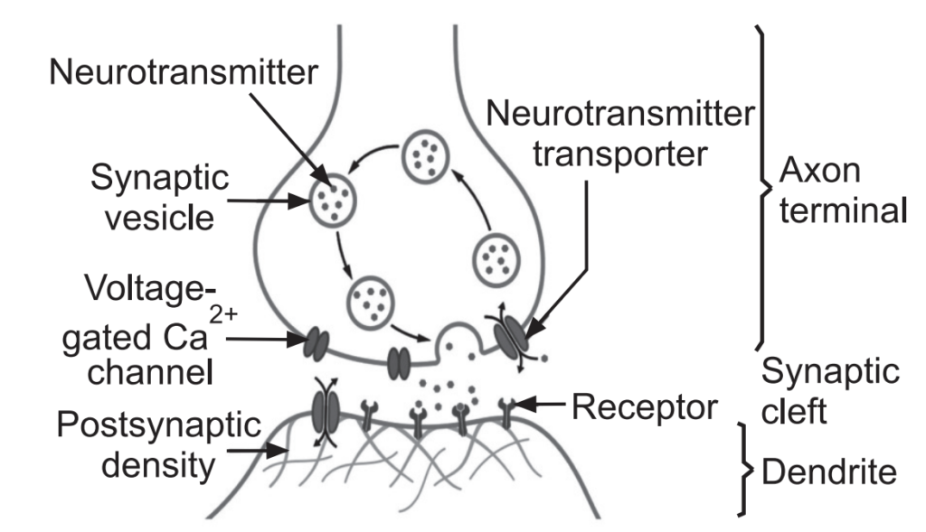 Nervous System Definition And Its Classification Flow Chart | FAQ Answers